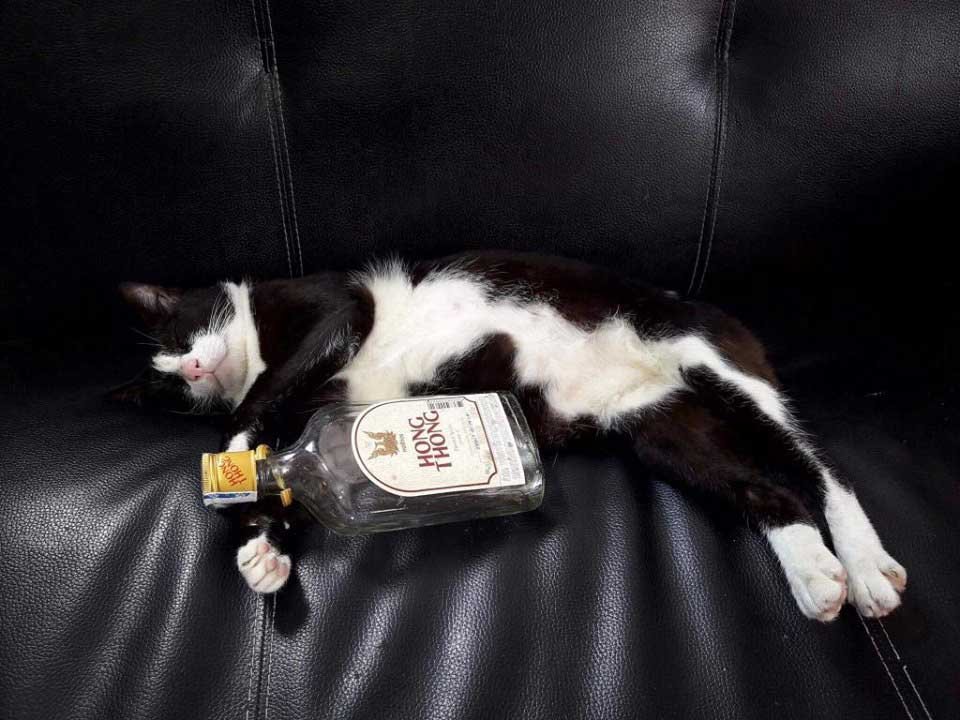 Drunken-cat - Master Divers Koh Tao