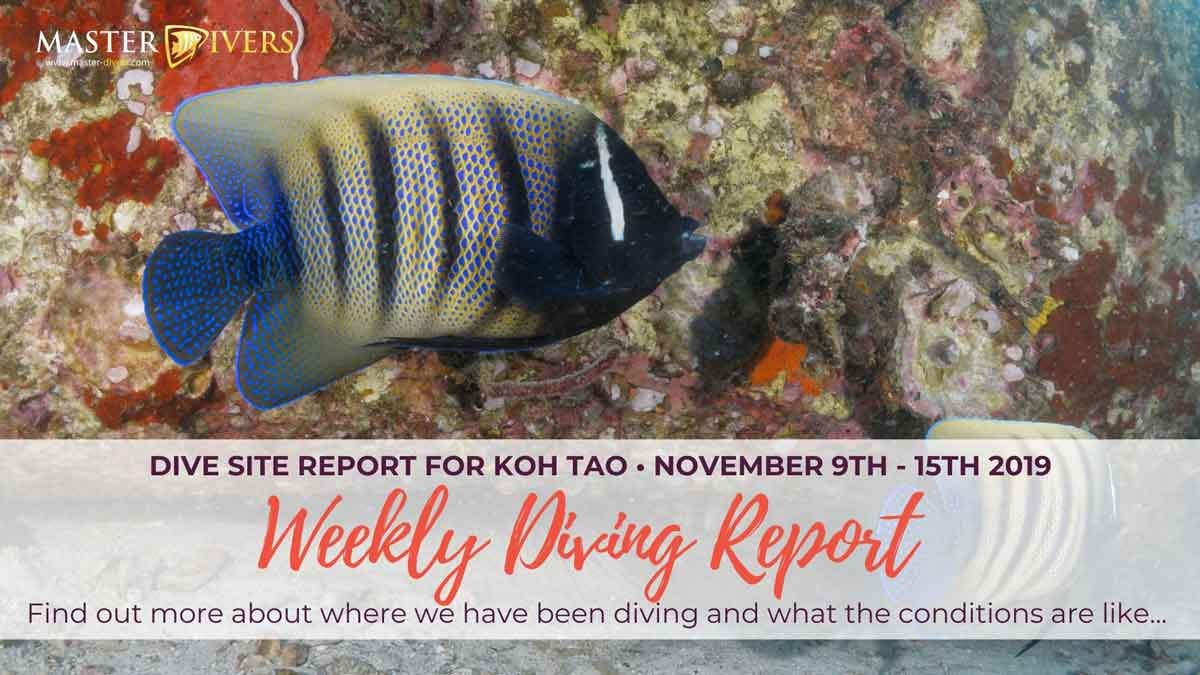 Weekly Diving Report - November 9th - 15th 2019