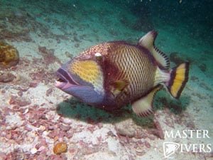 Triggerfish - Master Divers Koh Tao